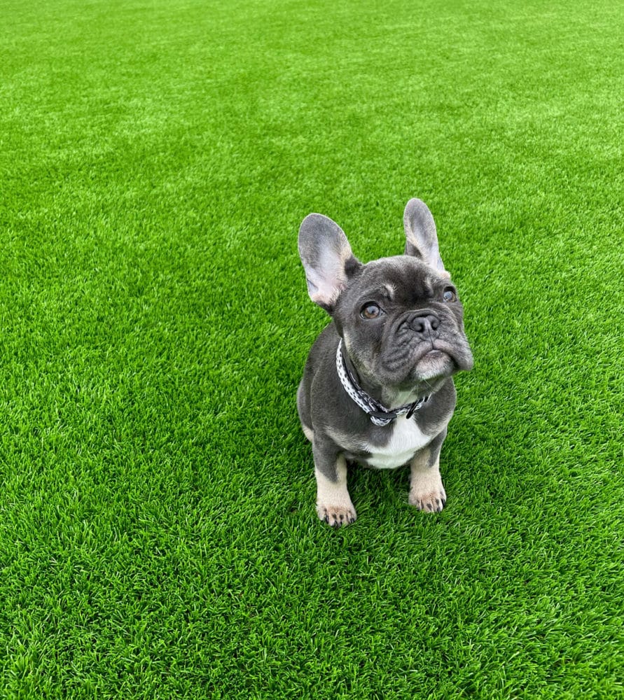 LazyLawn - The UK's Biggest Supplier & Installer of Artificial Grass
