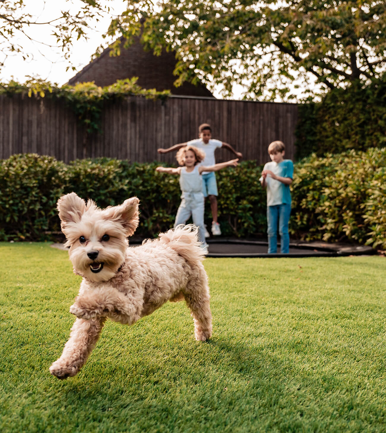 LazyLawn - The UK's Biggest Supplier & Installer of Artificial Grass